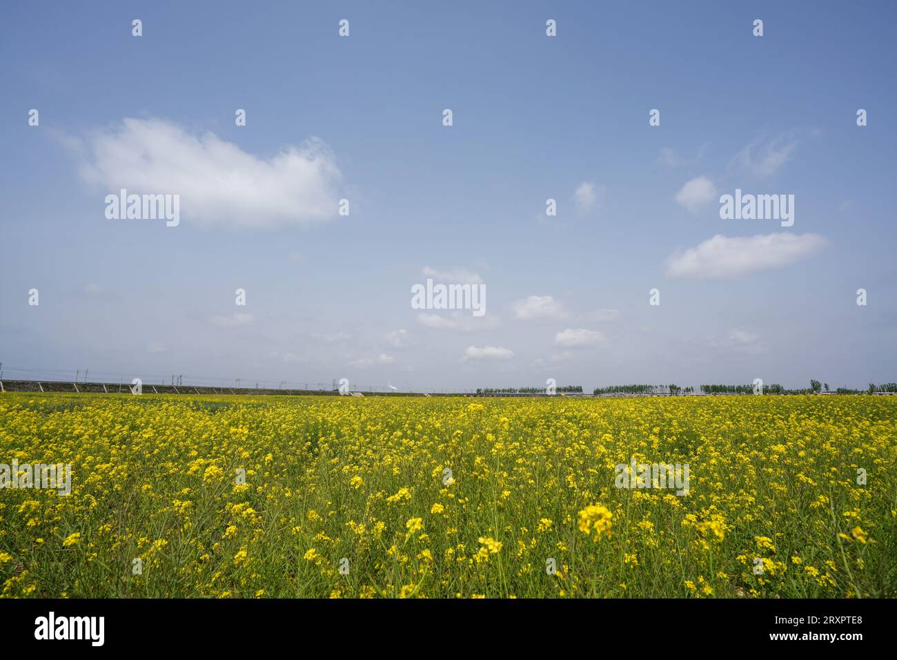 Endless beautiful rapeseed flowers hi-res stock photography and images - Alamy