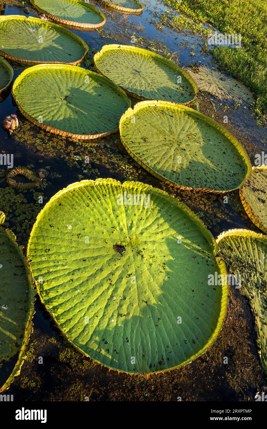 Giant Water Lily or Victoria Water lily (Victoria Amazonica), the ...