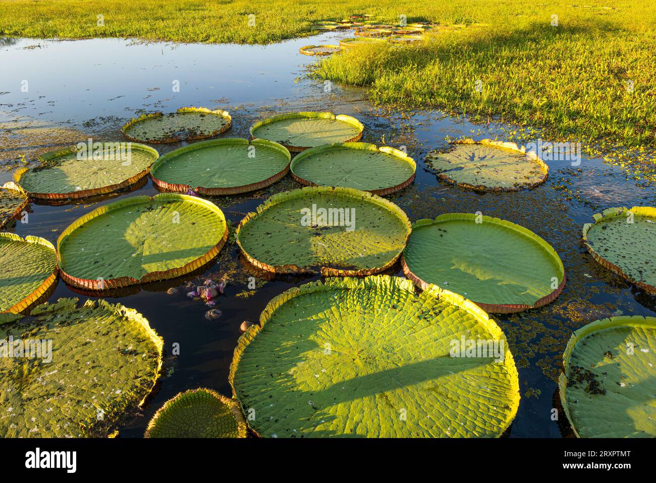 Giant Water Lily or Victoria Water lily (Victoria Amazonica), the ...