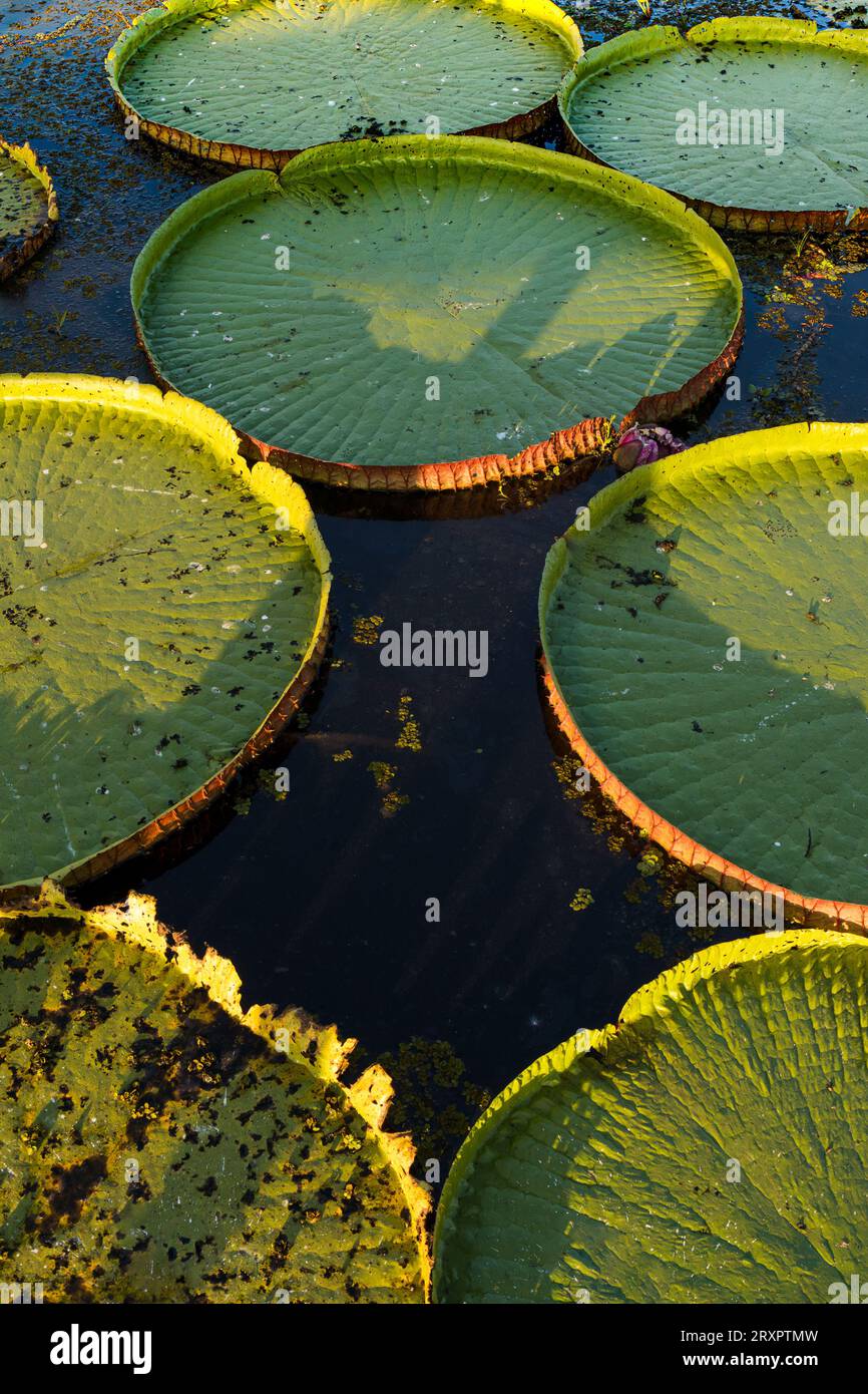 Giant Water Lily or Victoria Water lily (Victoria Amazonica), the ...