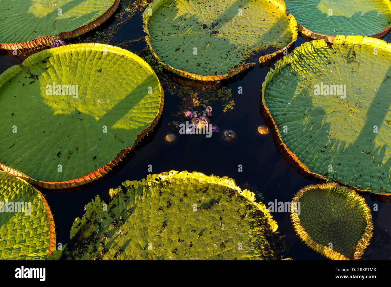 Giant Water Lily or Victoria Water lily (Victoria Amazonica), the ...