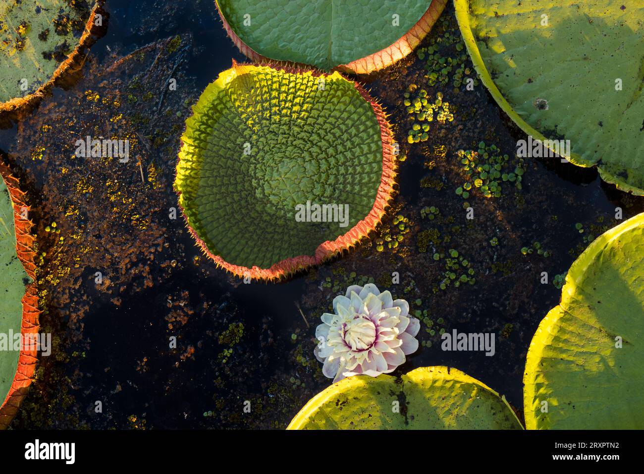 Giant Water Lily or Victoria Water lily (Victoria Amazonica), the ...