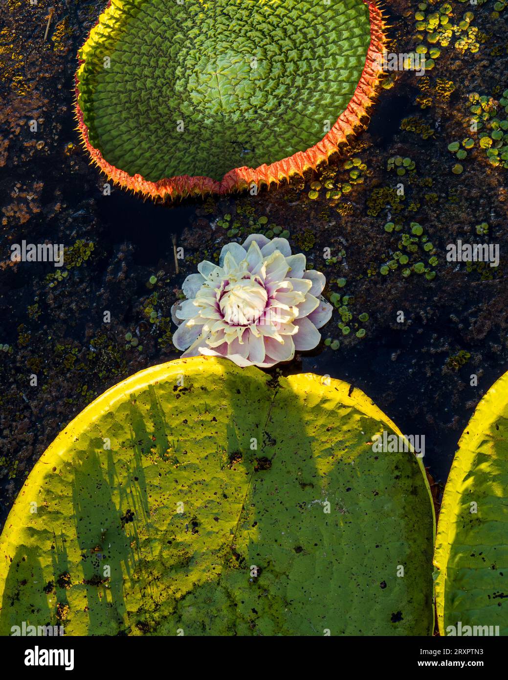 Giant Water Lily or Victoria Water lily (Victoria Amazonica), the ...