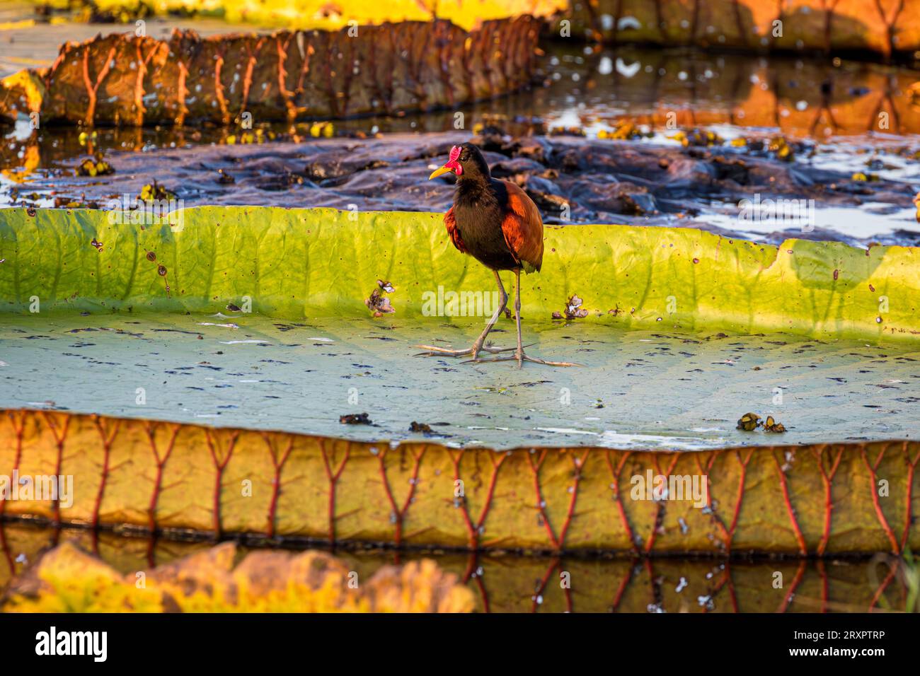 Wattled jacana (Jacana jacana) standing on Giant Water Lily (Victoria ...