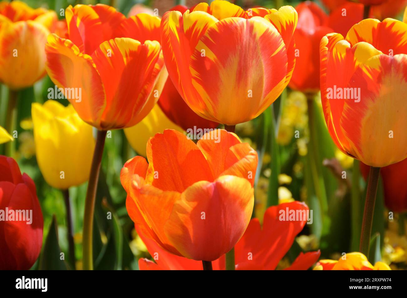 Tulips Growing in Garden Stock Photo - Alamy
