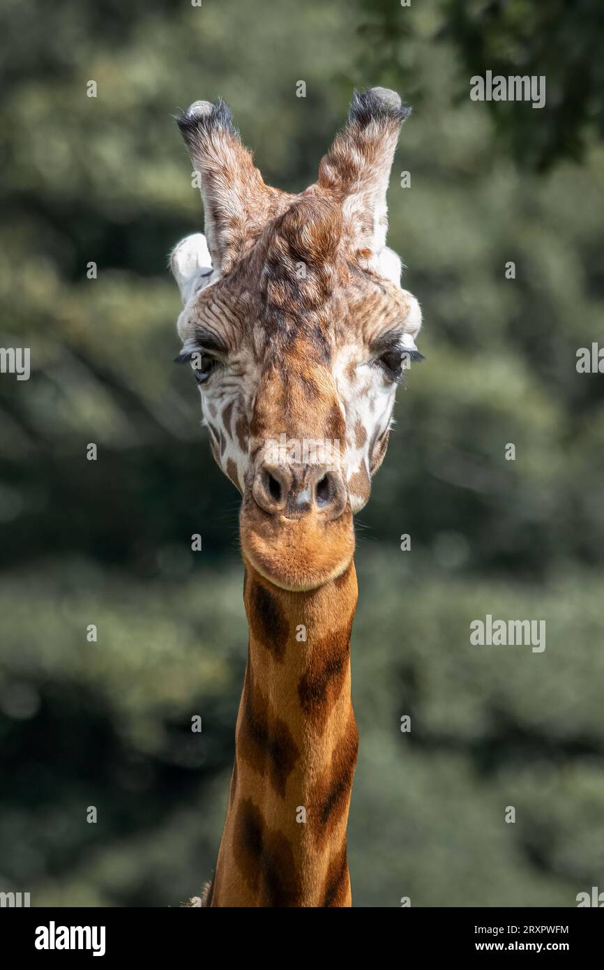 Giraffe head pattern hi-res stock photography and images - Alamy