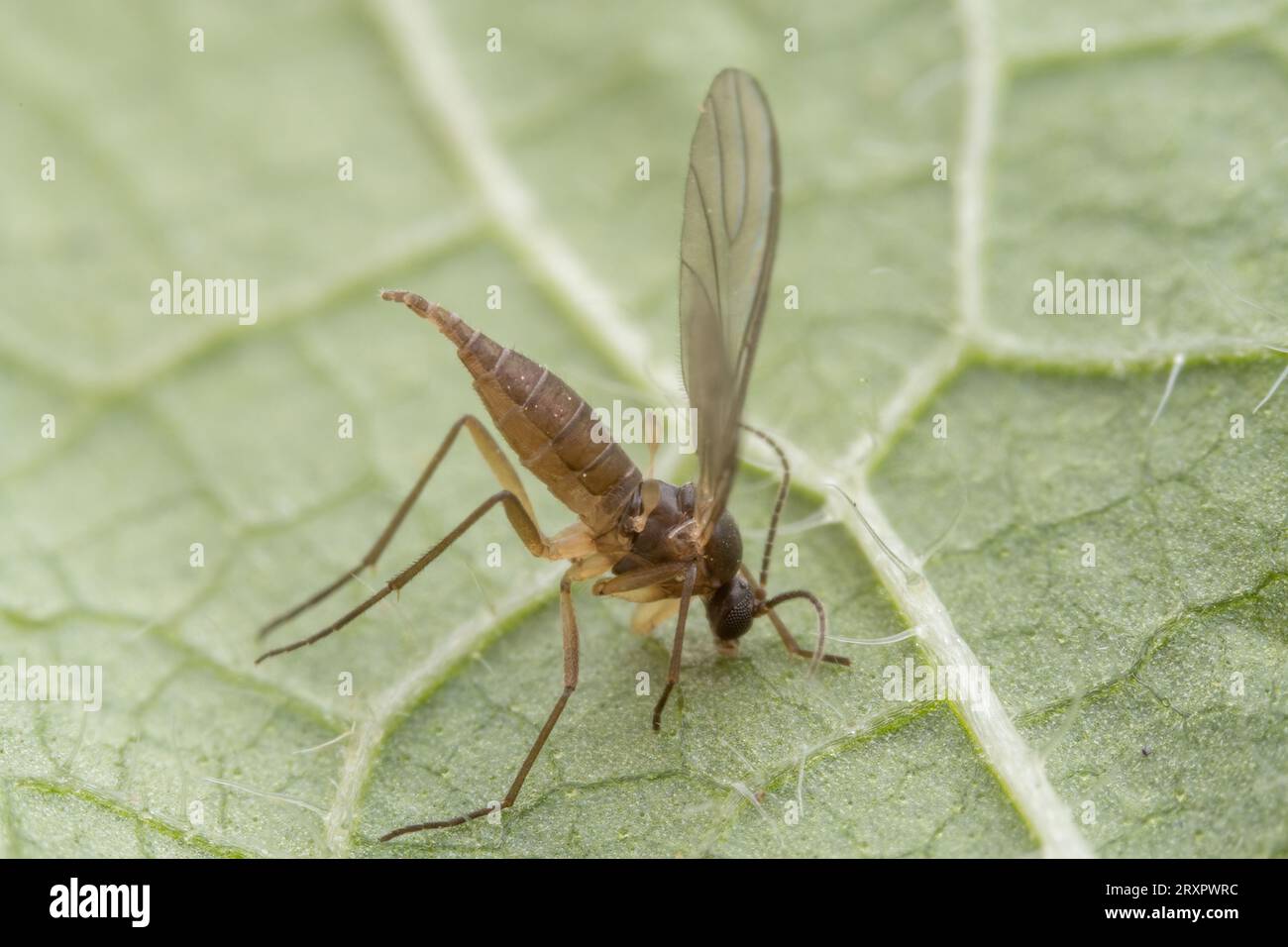 Fungus gnat insects hi-res stock photography and images - Alamy