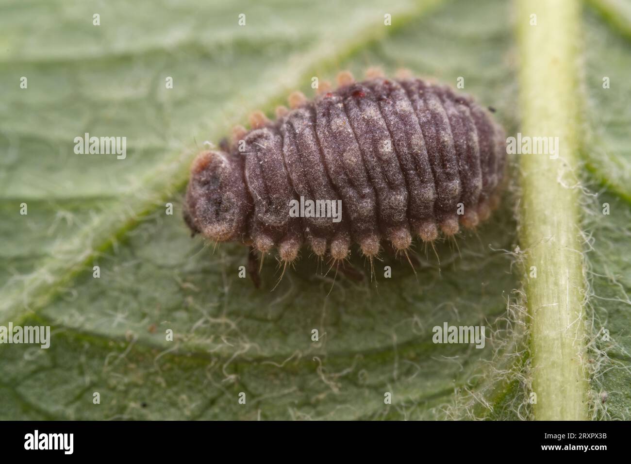 Ladybug larvae inhabit the leaves of wild plants Stock Photo - Alamy