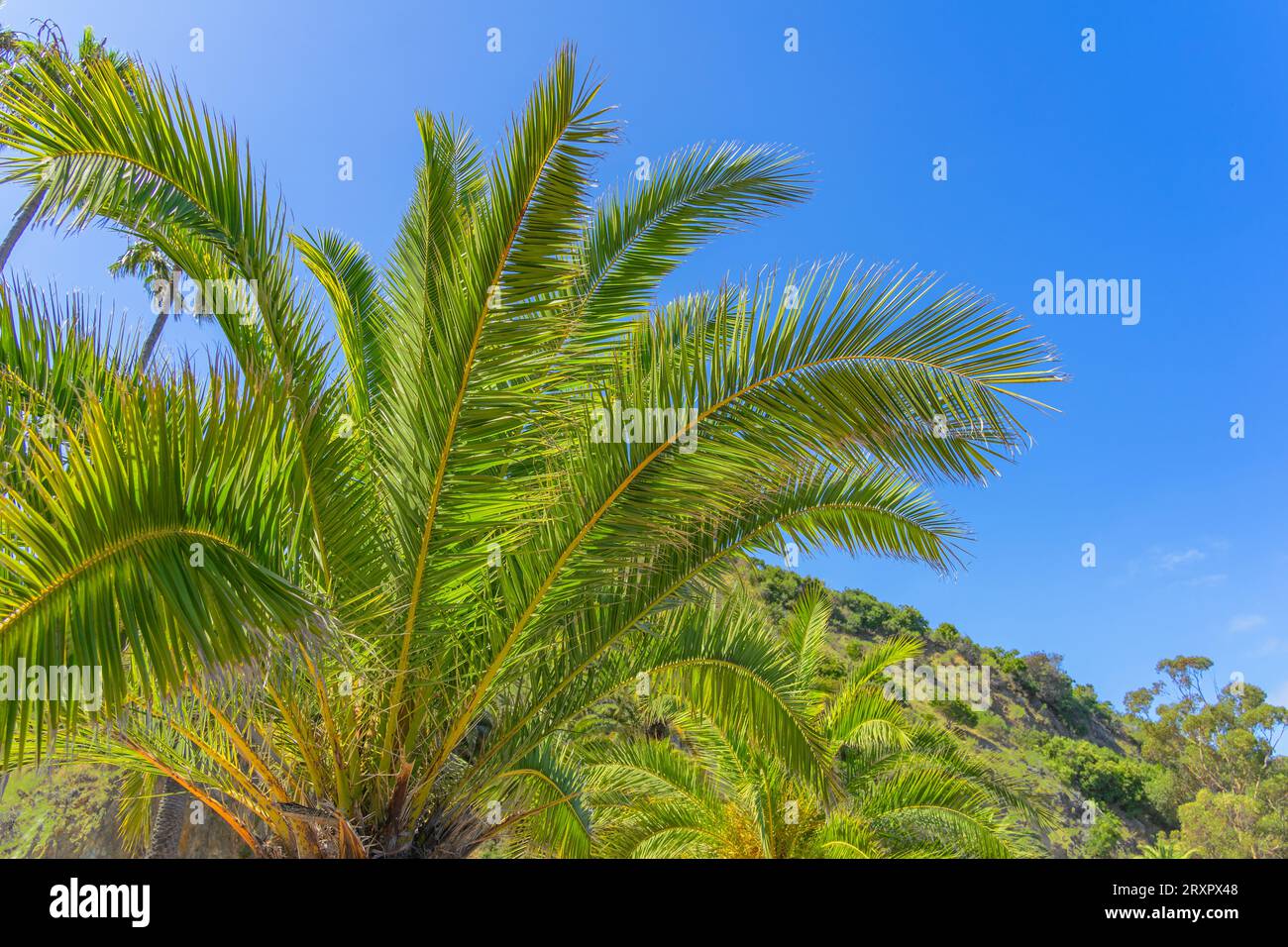 Bright green palm tree branches with a background of a hill and blue ...