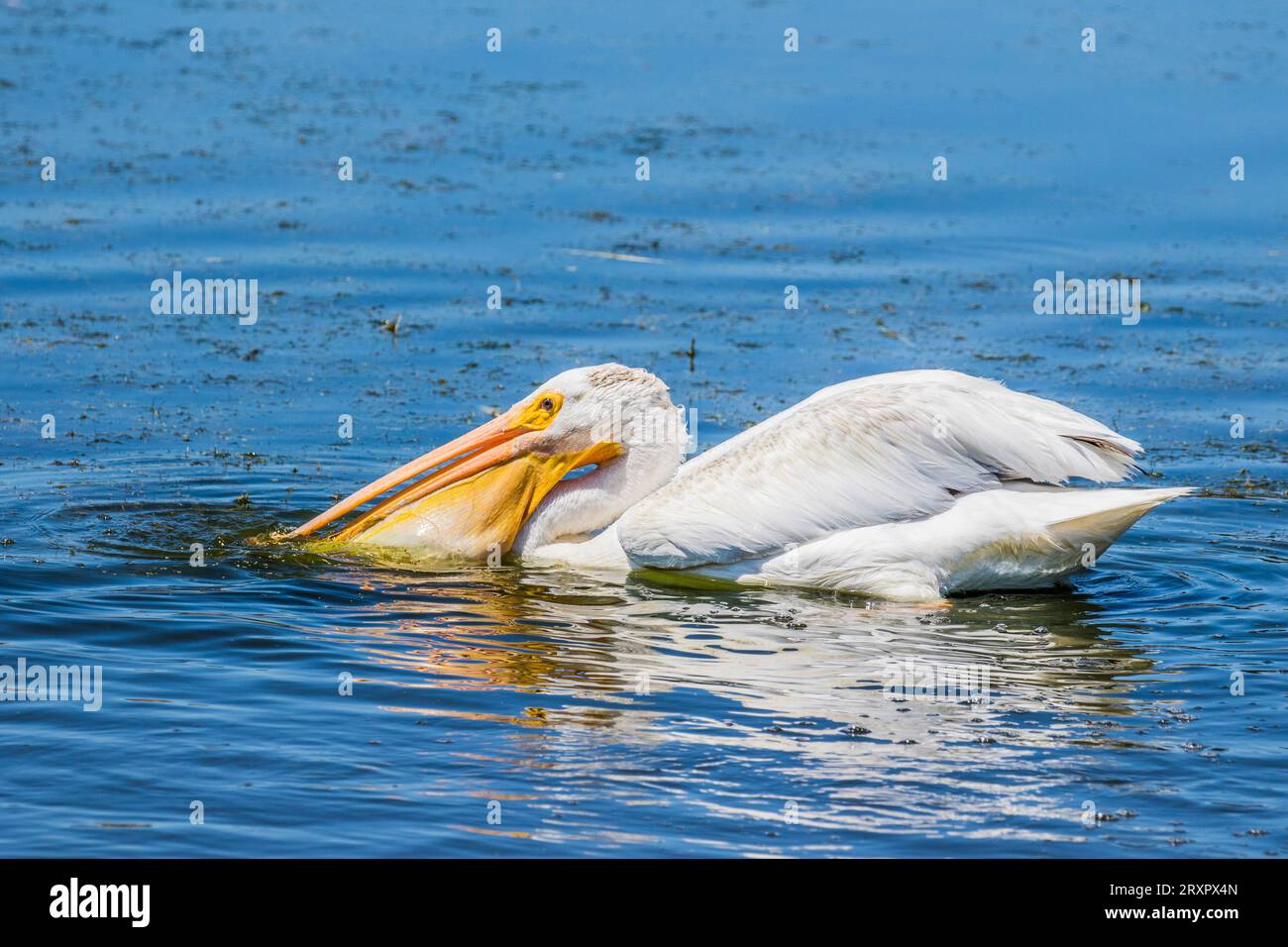 American white pelican (Pelecanus erythrorhynchos) swimming and feeding ...