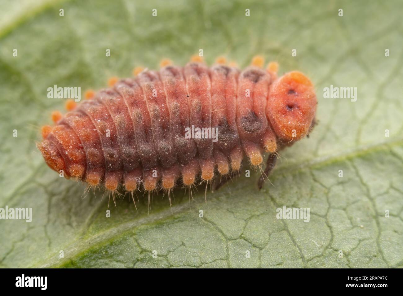 Ladybug Larvae Inhabit The Leaves Of Wild Plants Stock Photo Alamy