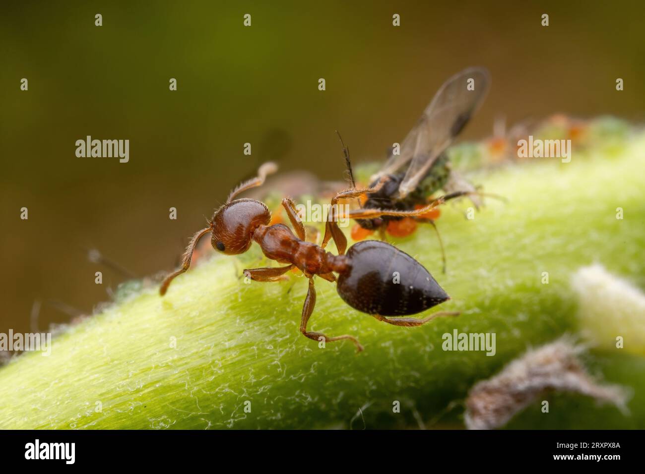 Ants knock on aphids to secrete nectar on leaves Stock Photo - Alamy