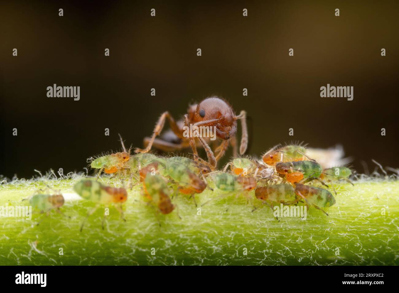 Ants knock on aphids to secrete nectar on leaves Stock Photo - Alamy