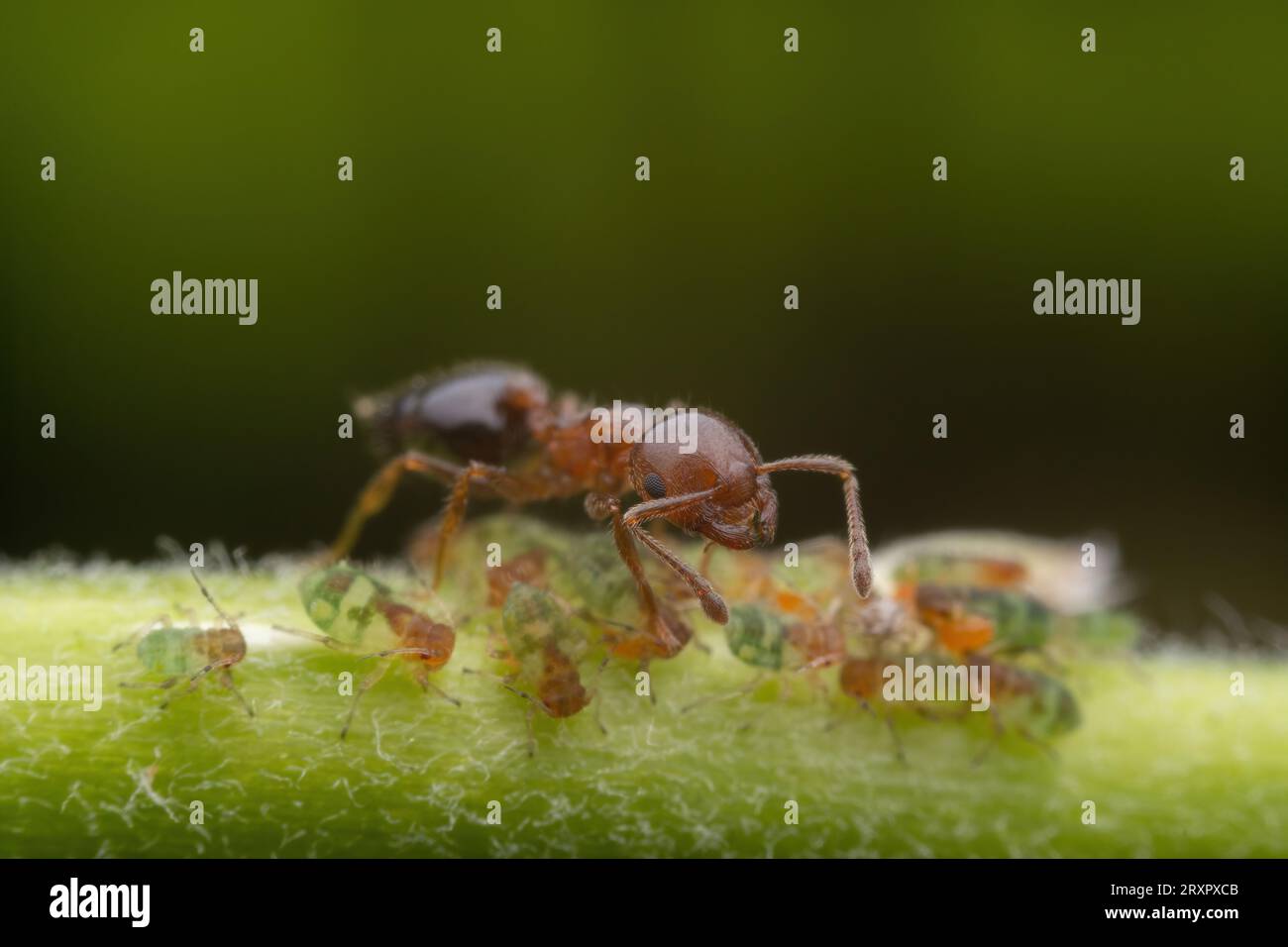 Ants knock on aphids to secrete nectar on leaves Stock Photo - Alamy