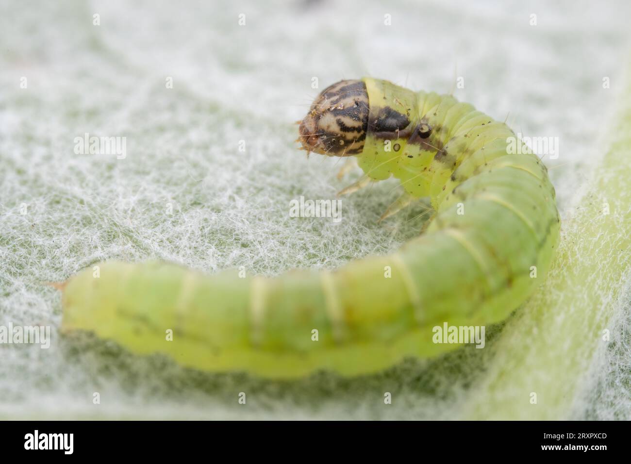 Lepidoptera larvae crawl on the leaves of wild plants for food Stock ...