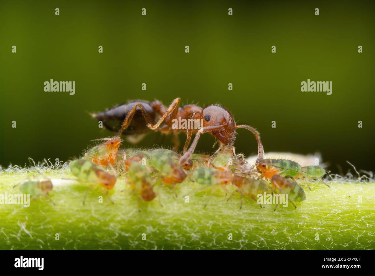 Ants knock on aphids to secrete nectar on leaves Stock Photo - Alamy