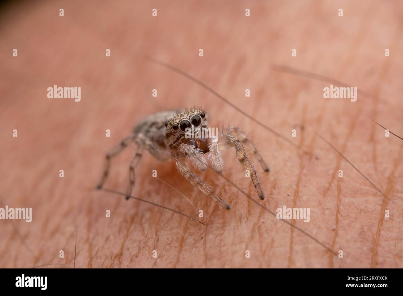 Human pests hi-res stock photography and images - Alamy