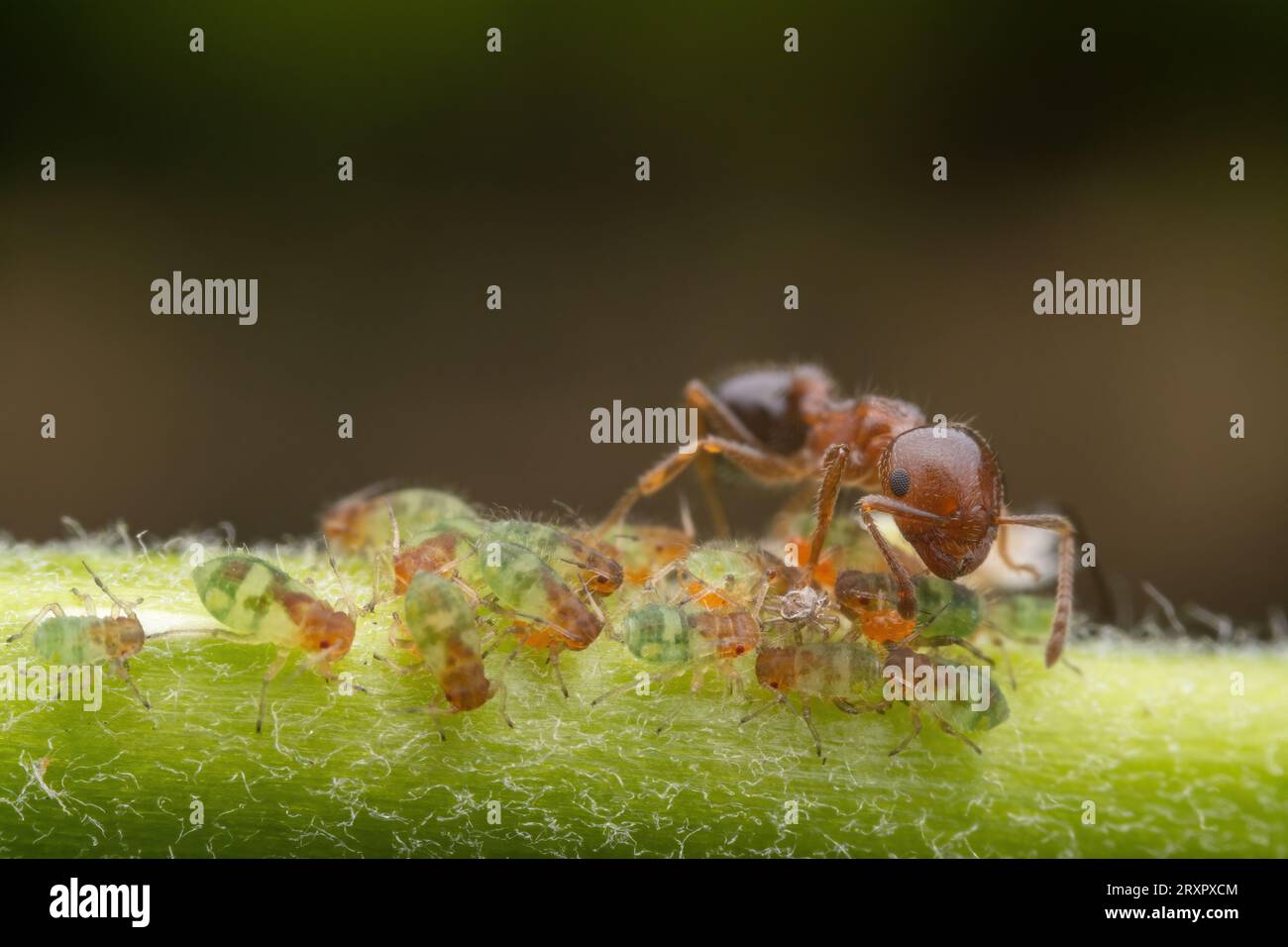 Ants knock on aphids to secrete nectar on leaves Stock Photo - Alamy