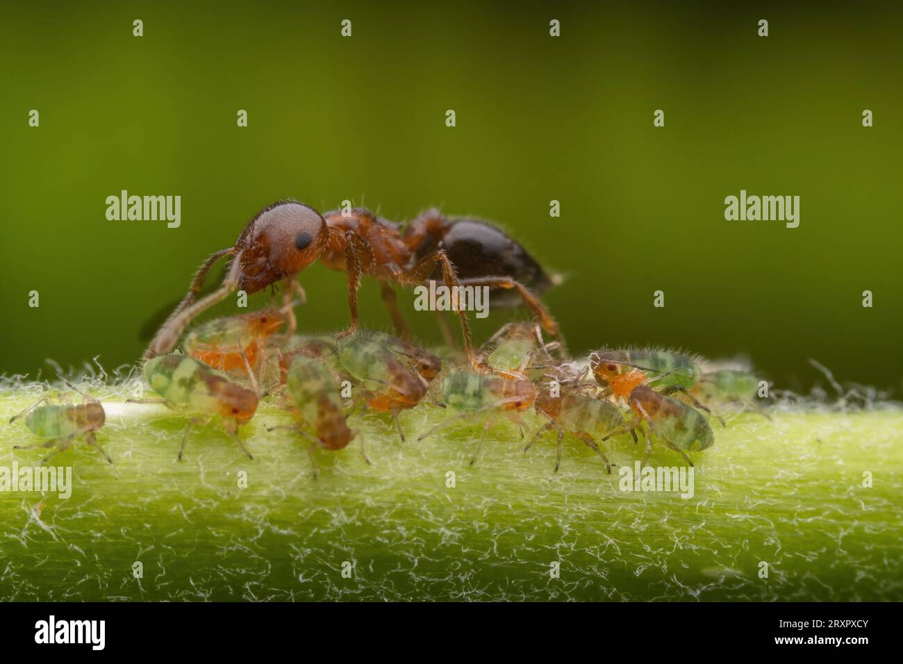 Ants knock on aphids to secrete nectar on leaves Stock Photo - Alamy
