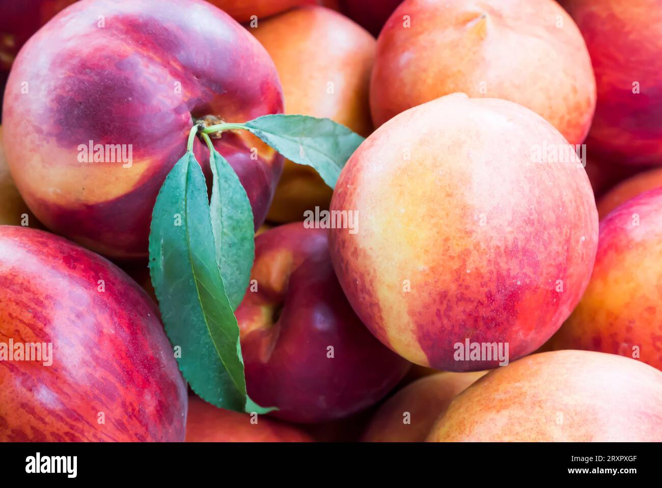 Nectarines agriculture hi-res stock photography and images - Alamy