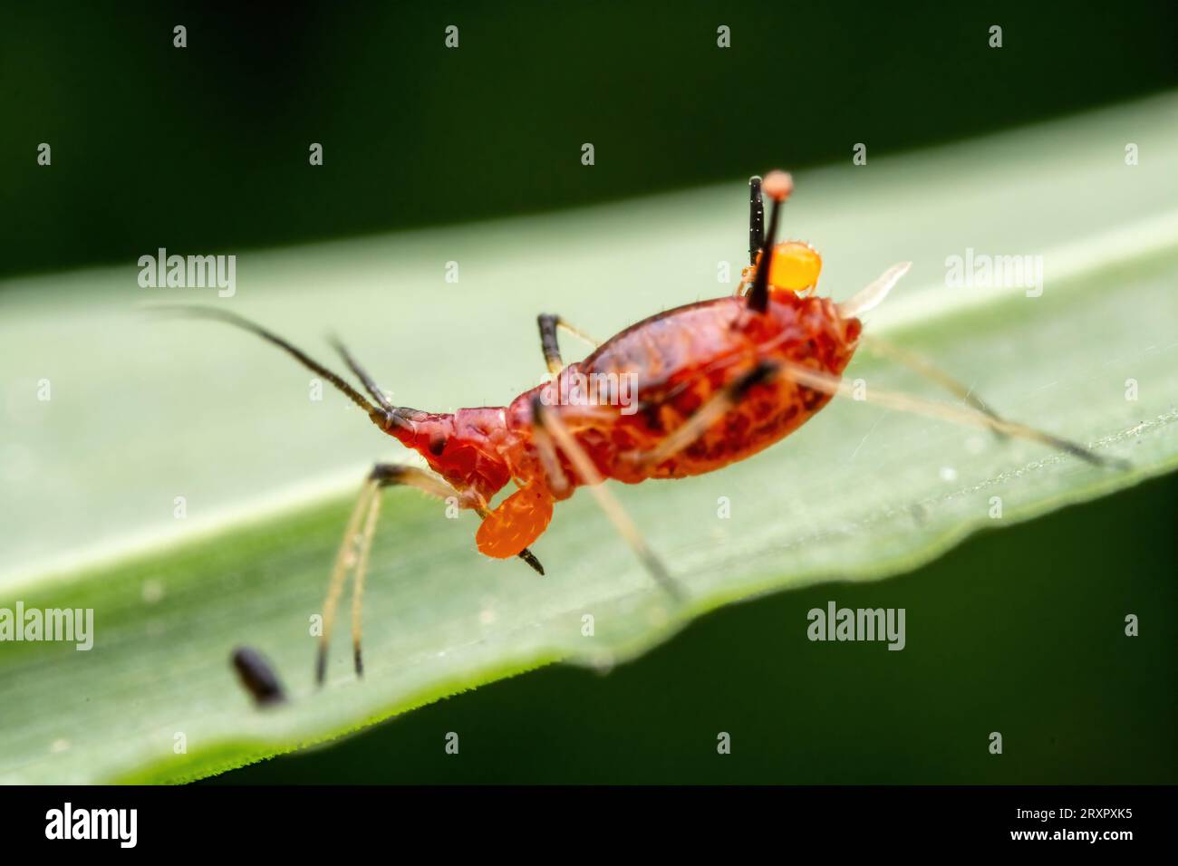 red aphid inhabits the leaves of wild plants Stock Photo - Alamy