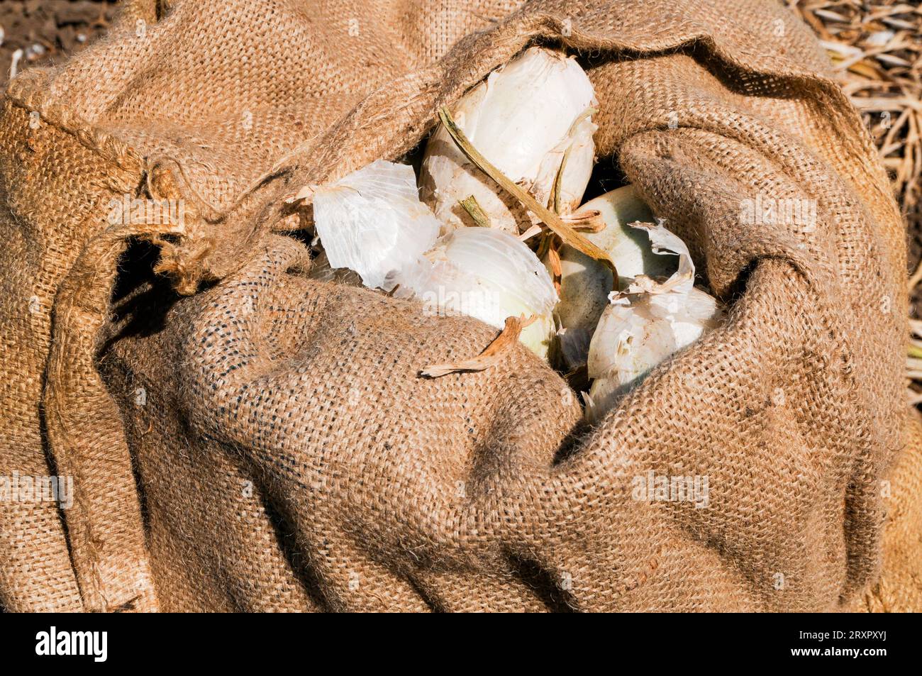 White sack bag of onions hi-res stock photography and images - Alamy