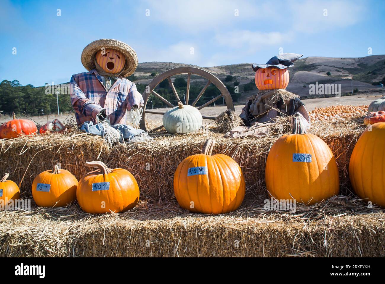 Large pumpkins annual pumpkin hi-res stock photography and images - Alamy