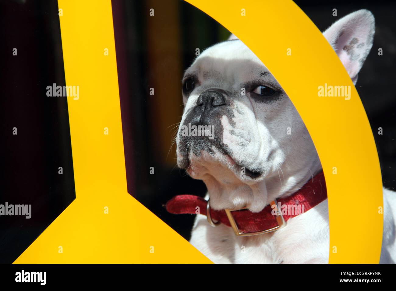 Pet behind glass hi-res stock photography and images - Alamy