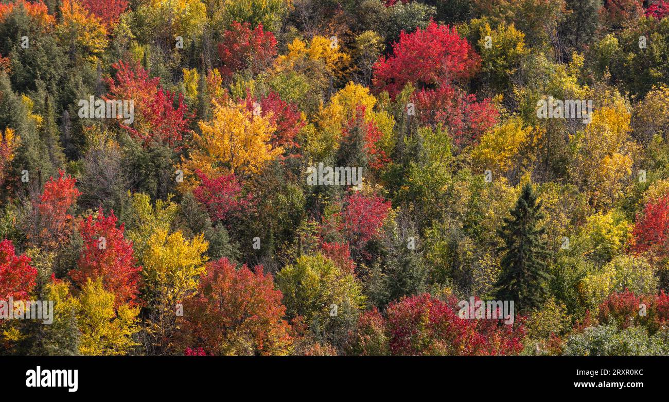 Autumn colours in Ontario forests Stock Photo - Alamy