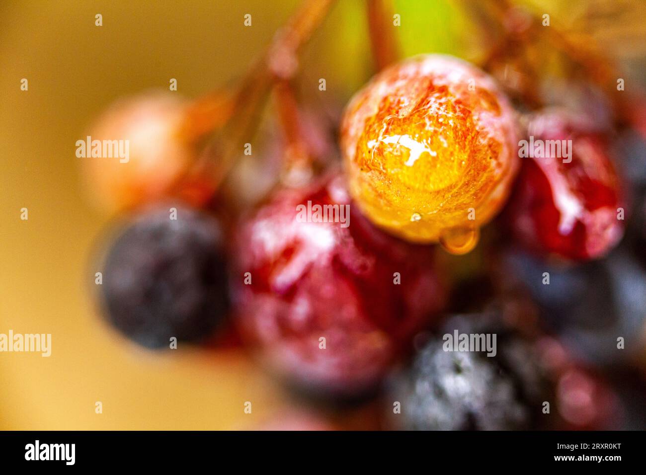 Muscadine vineyard hi-res stock photography and images - Alamy
