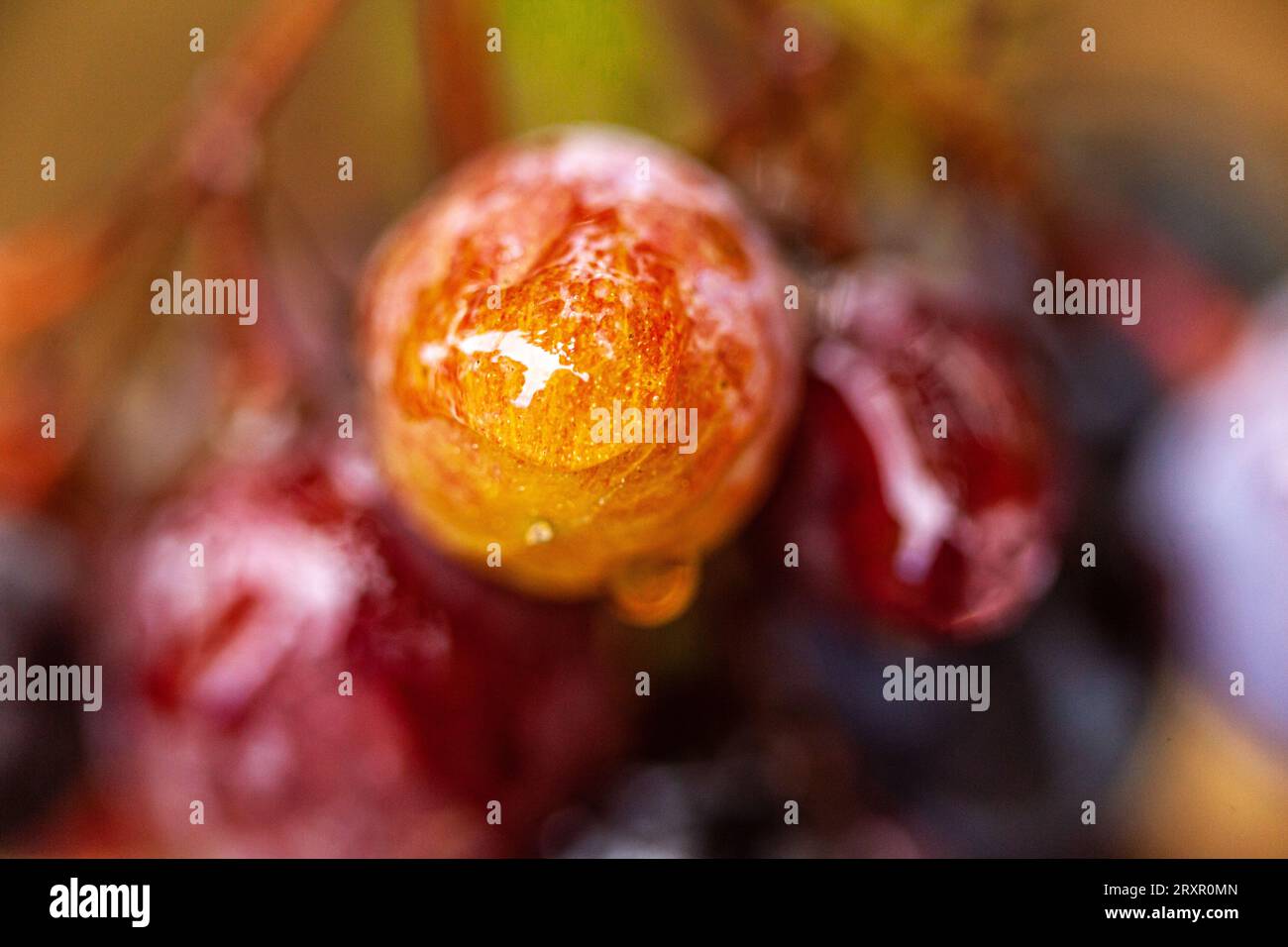 Muscadine vineyard hi-res stock photography and images - Alamy