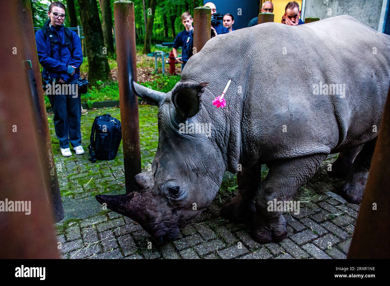 Workers from the zoo keep an eye on the semi-sedated rhino. This ...