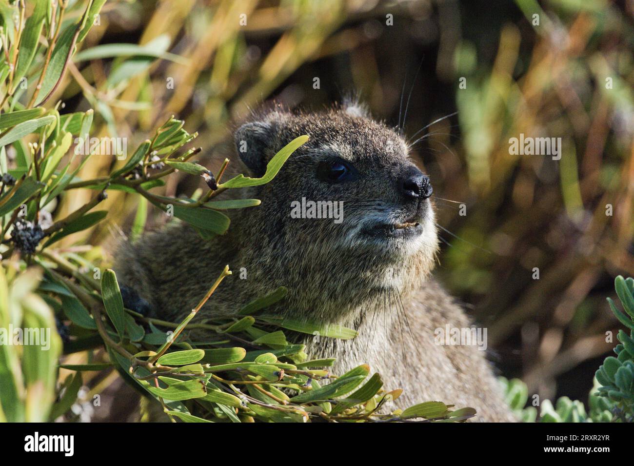 Rock Hyrax, that is also known as a dassie, is a rodent which ...