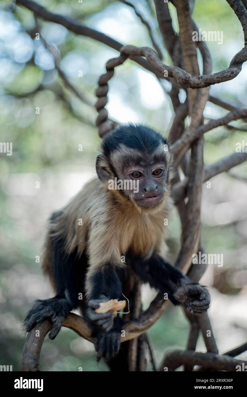 Monkeys food south africa hi-res stock photography and images - Alamy