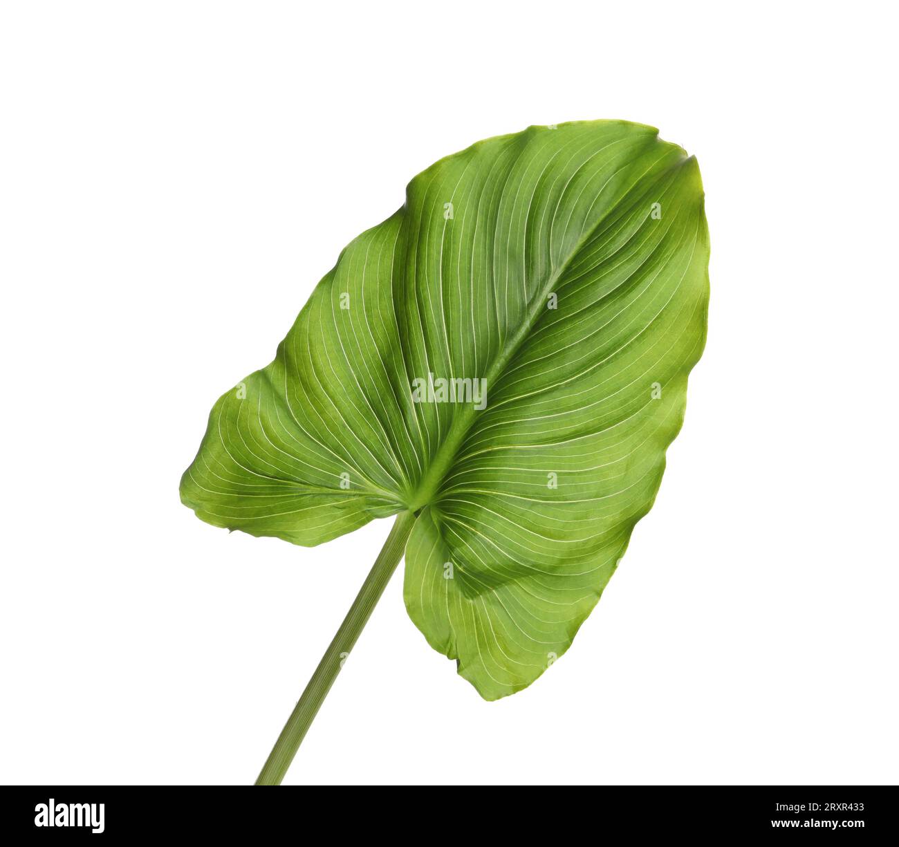 Beautiful green calla lily leaf on white background Stock Photo - Alamy