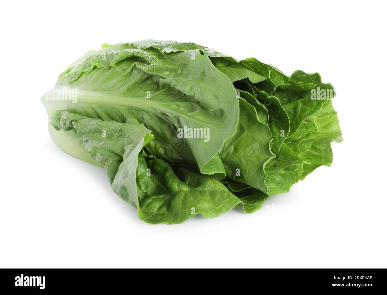 Fresh green romaine lettuce isolated on white Stock Photo - Alamy