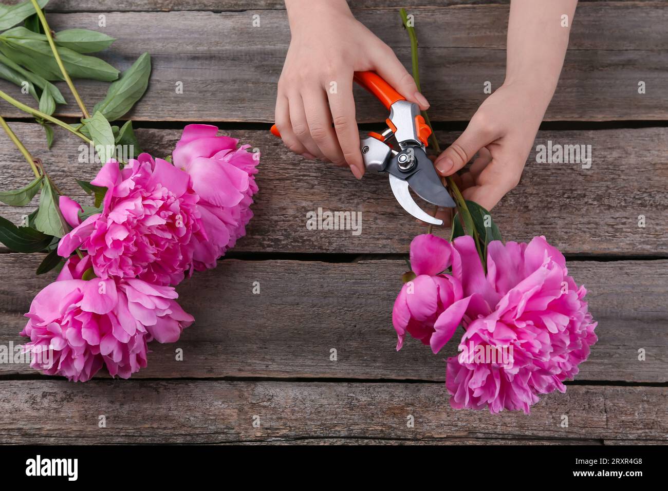 Woman trimming beautiful pink peonies with secateurs at wooden table ...