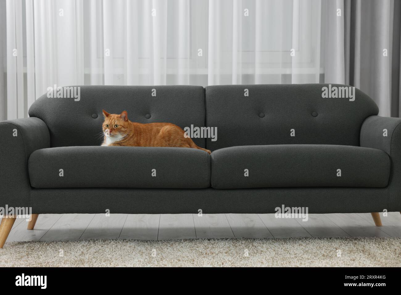 Cute ginger cat lying on sofa at home. Space for text Stock Photo - Alamy