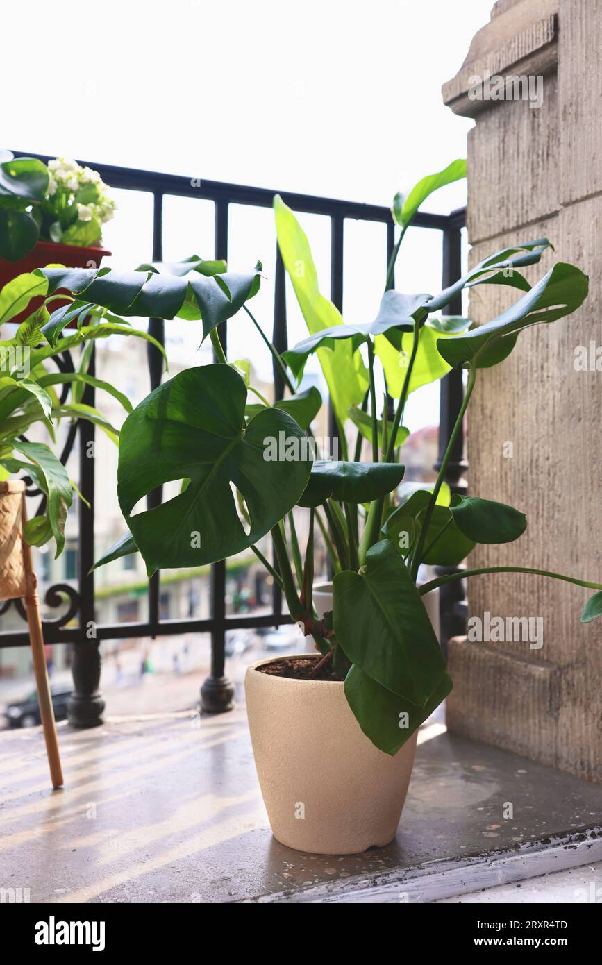 Beautiful potted monstera different hi-res stock photography and images ...