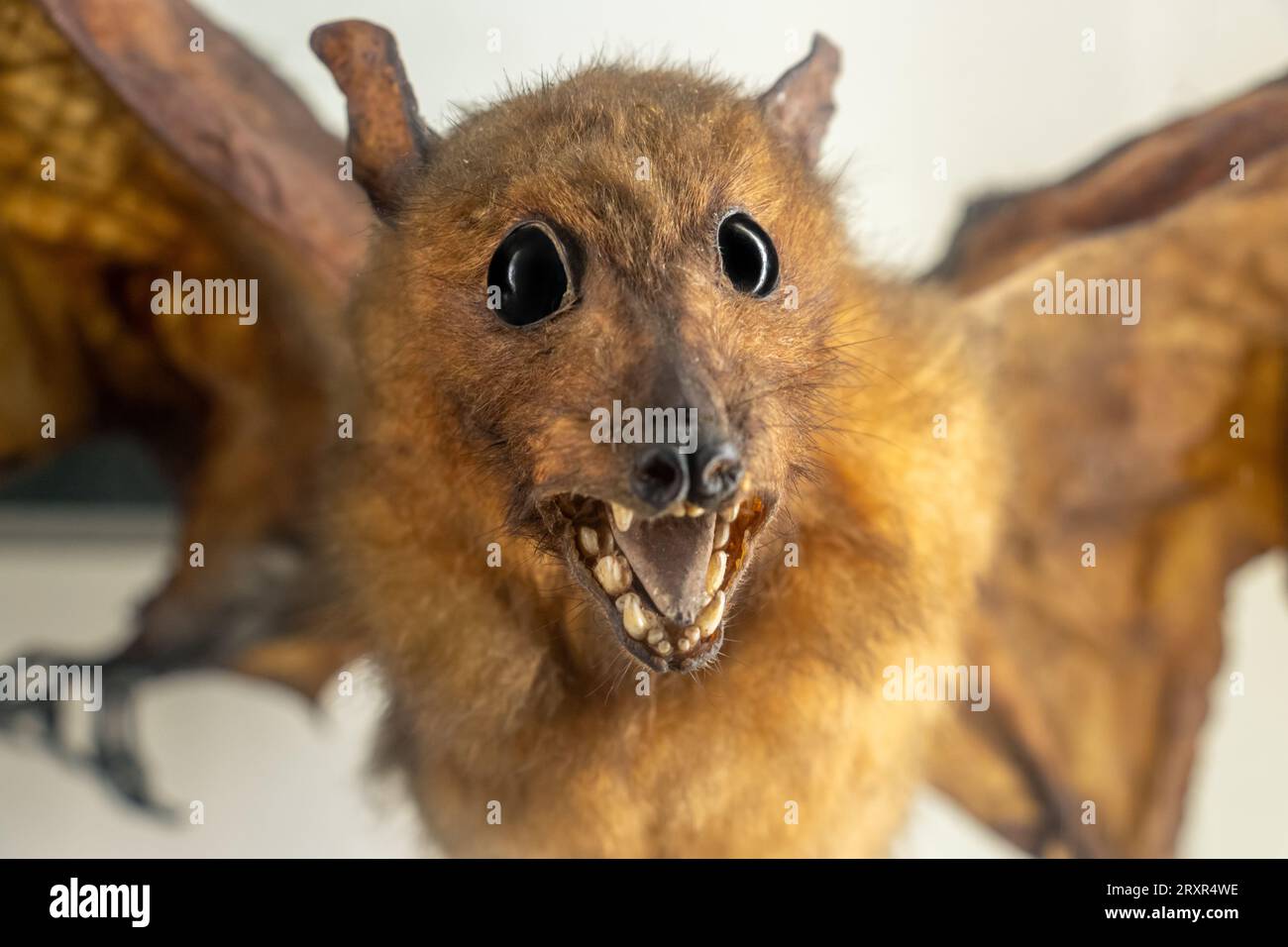The Egyptian fruit bat or Egyptian rousette (Rousettus aegyptiacus Stock Photo - Alamy