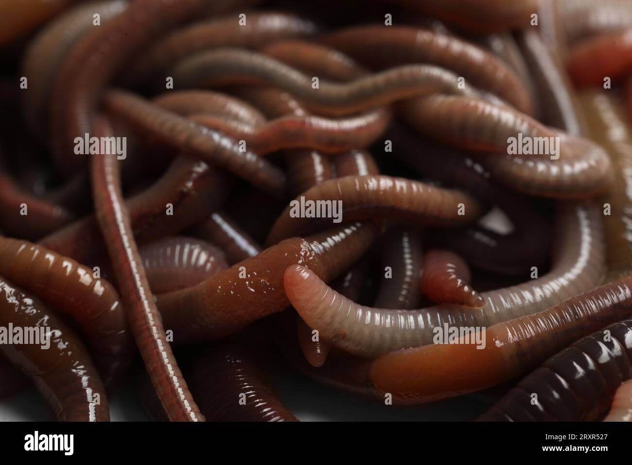 Many earthworms as background, closeup. Terrestrial invertebrates Stock ...