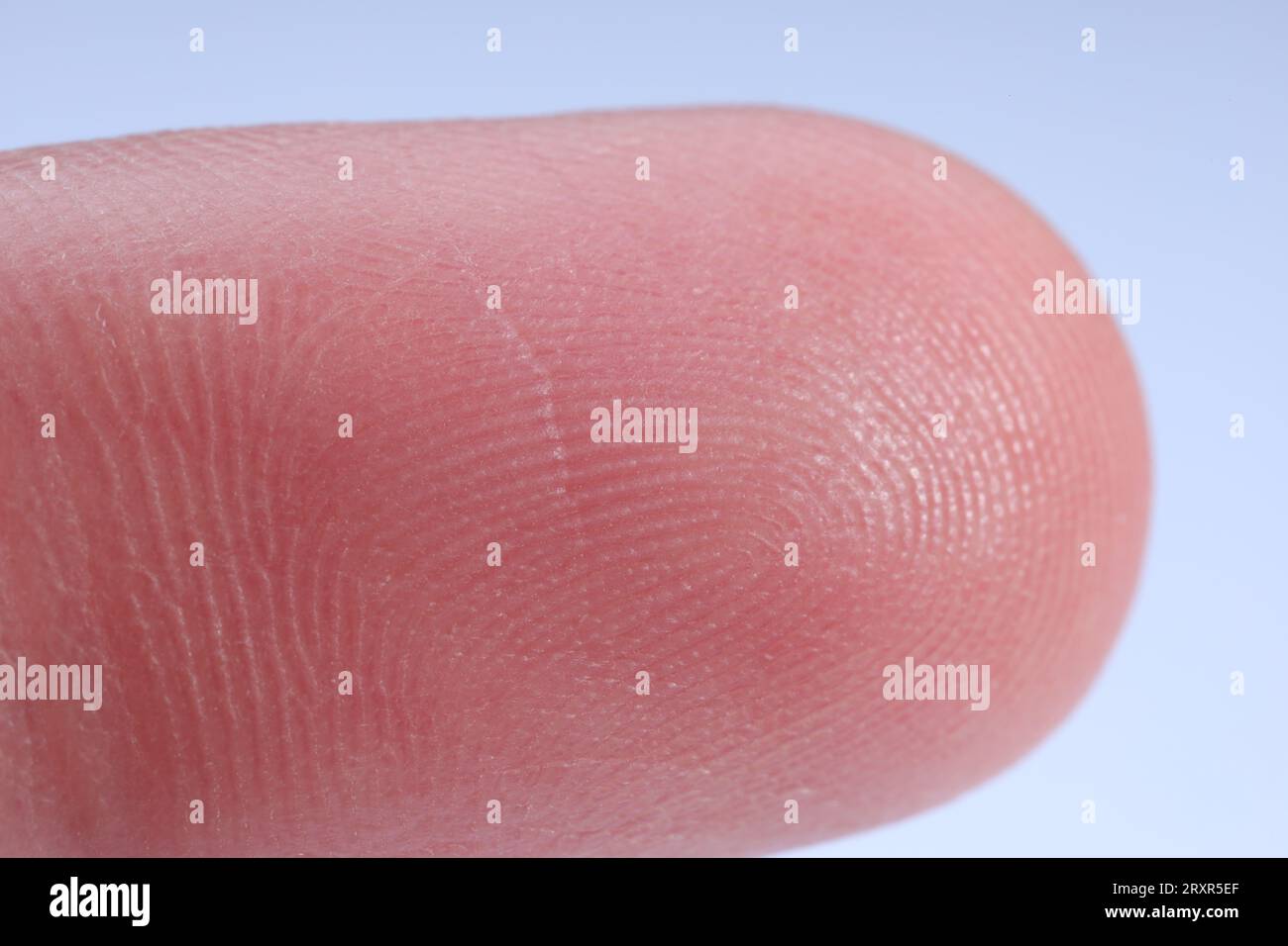 Finger with friction ridges on light blue background, macro view Stock ...
