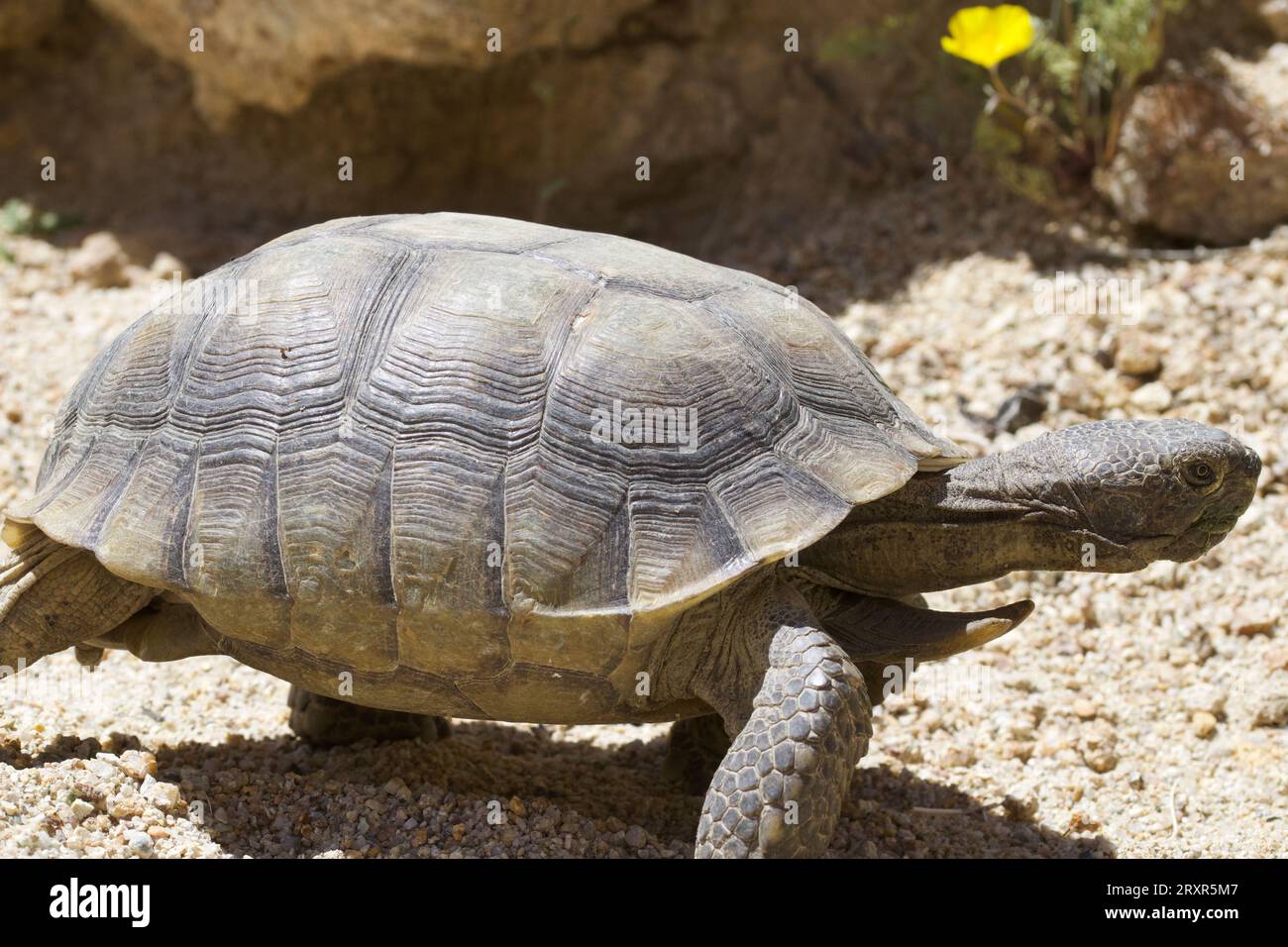 Tortoise walking on the rocky desert floor Stock Photo - Alamy