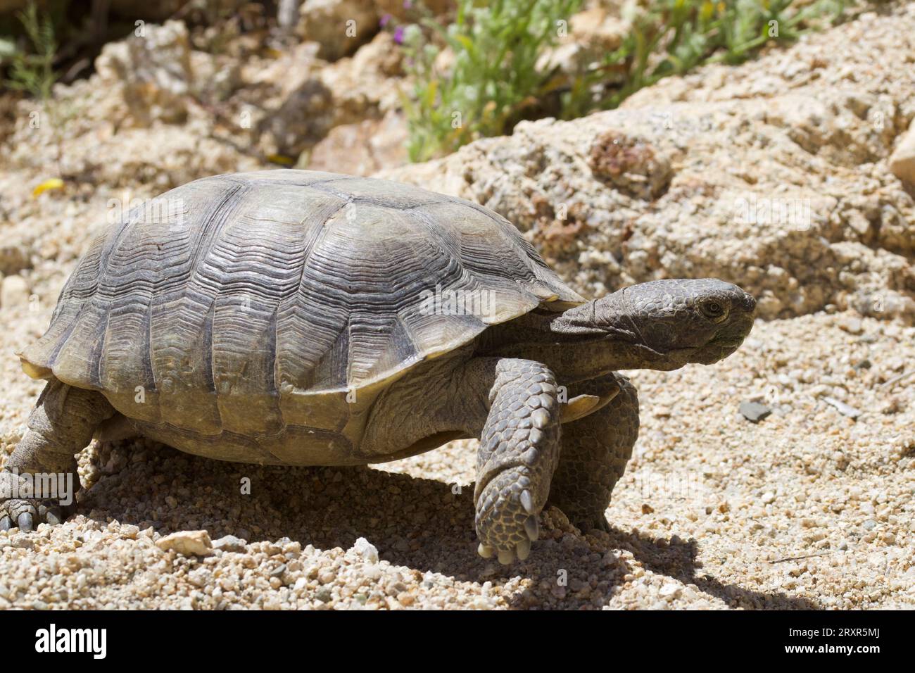 Tortoise walking on the rocky desert floor Stock Photo - Alamy