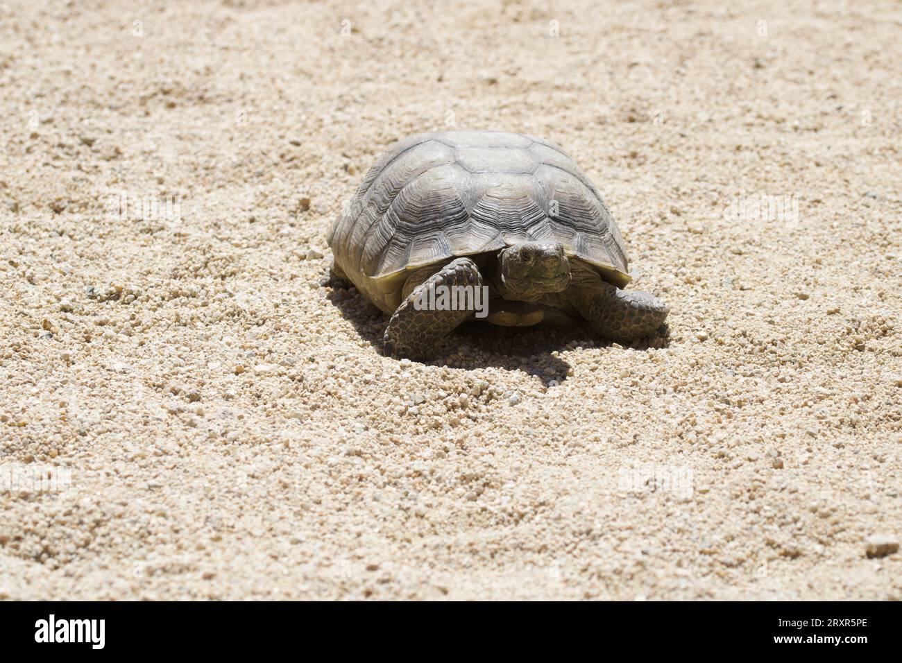 Tortoise walking on the rocky desert floor Stock Photo - Alamy
