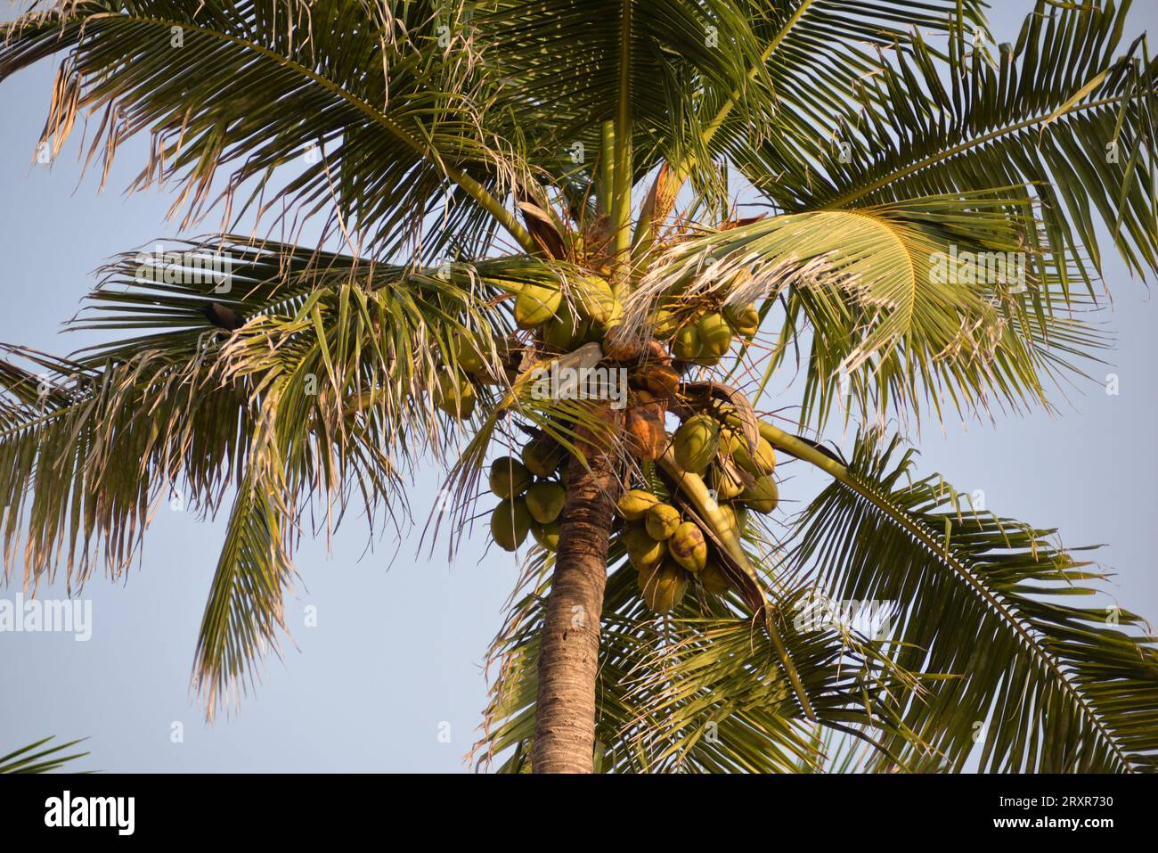 this is the coconut tree, location india Stock Photo - Alamy