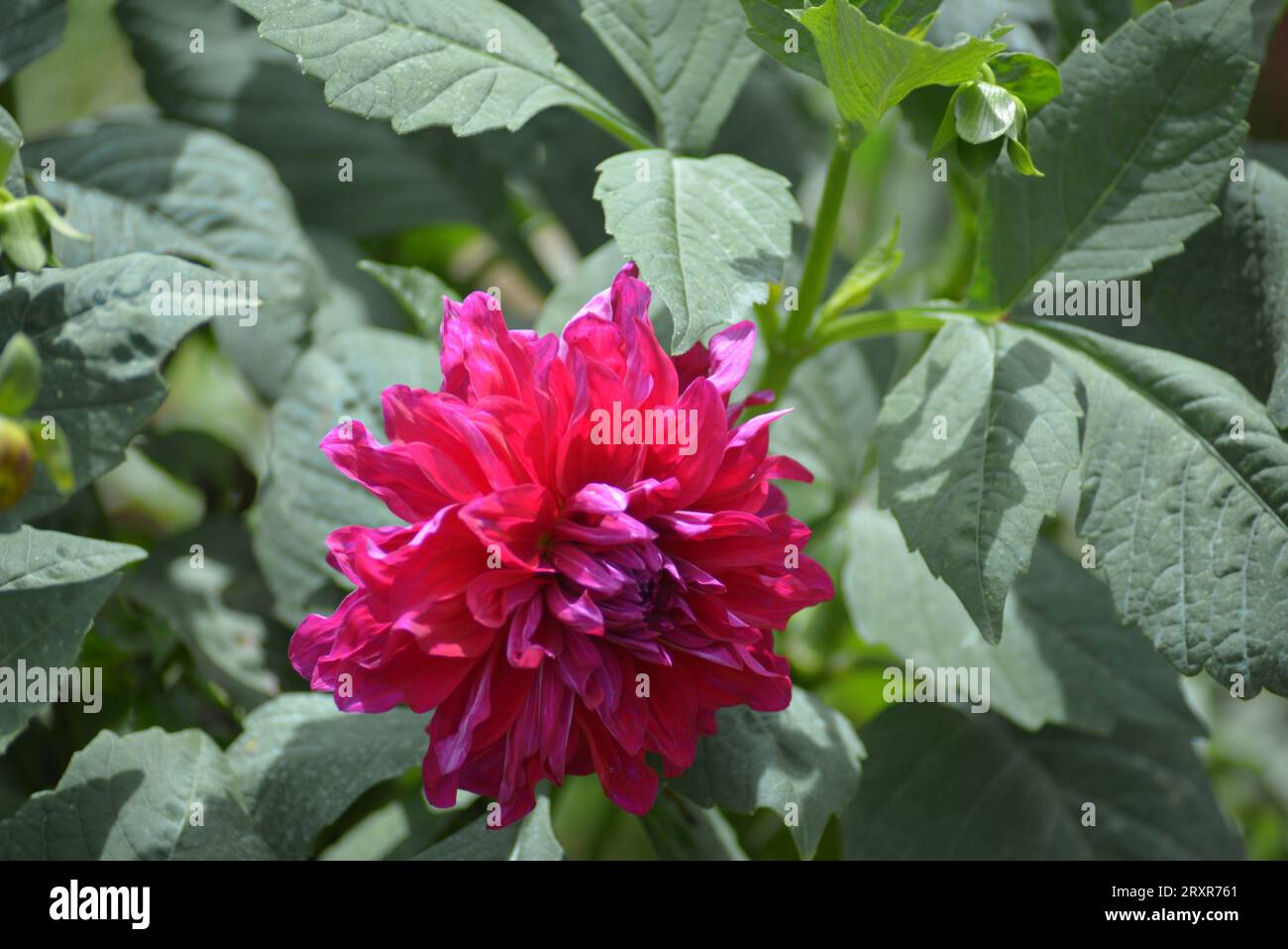 Rd ooty flower hi-res stock photography and images - Alamy