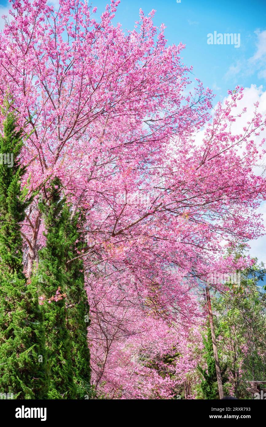 Blossom of Wild Himalayan Cherry (Prunus cerasoides) or Giant tiger ...