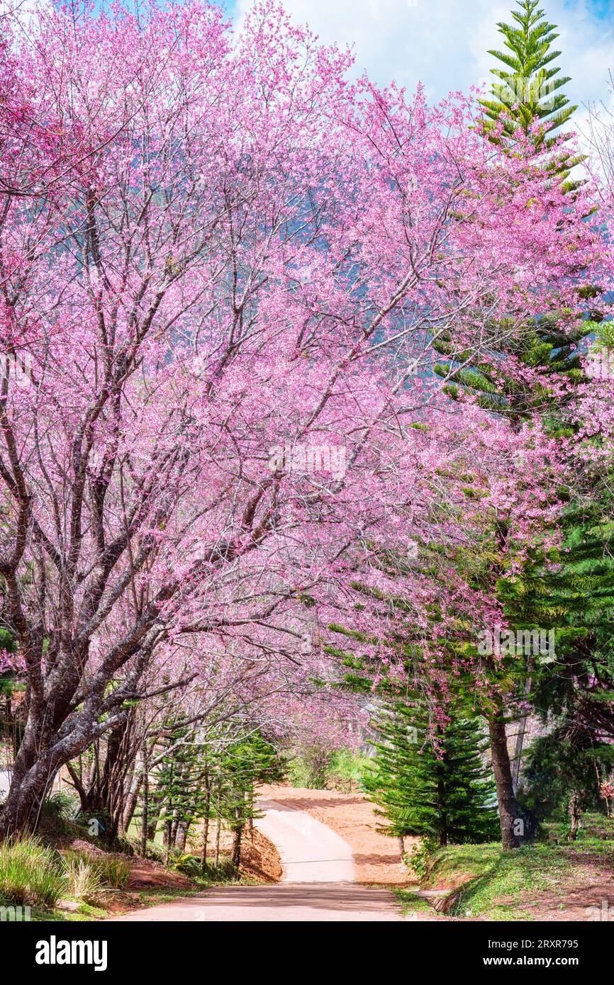 Blossom of Wild Himalayan Cherry (Prunus cerasoides) or Giant tiger ...