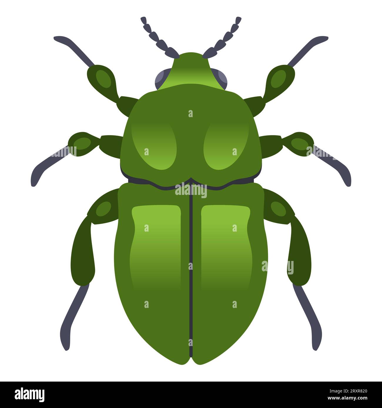 large green dung beetle. flat vector illustration Stock Vector Image ...